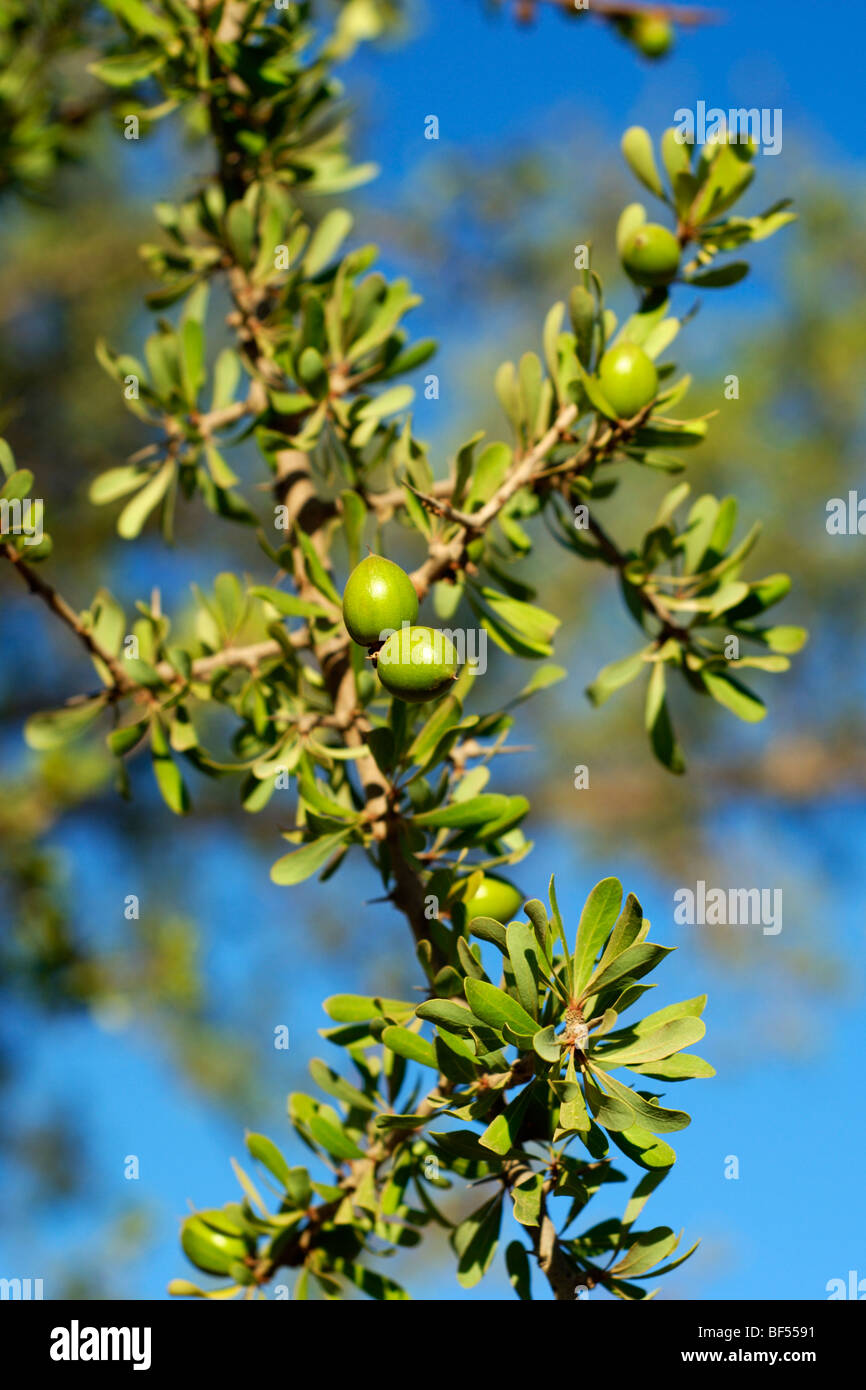 Argan fruits harvest hi-res stock photography and images - Alamy