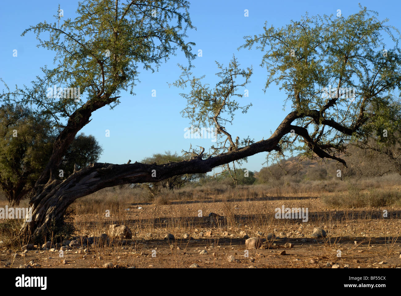 Argan Morocco Tree High Resolution Stock Photography and Images - Alamy