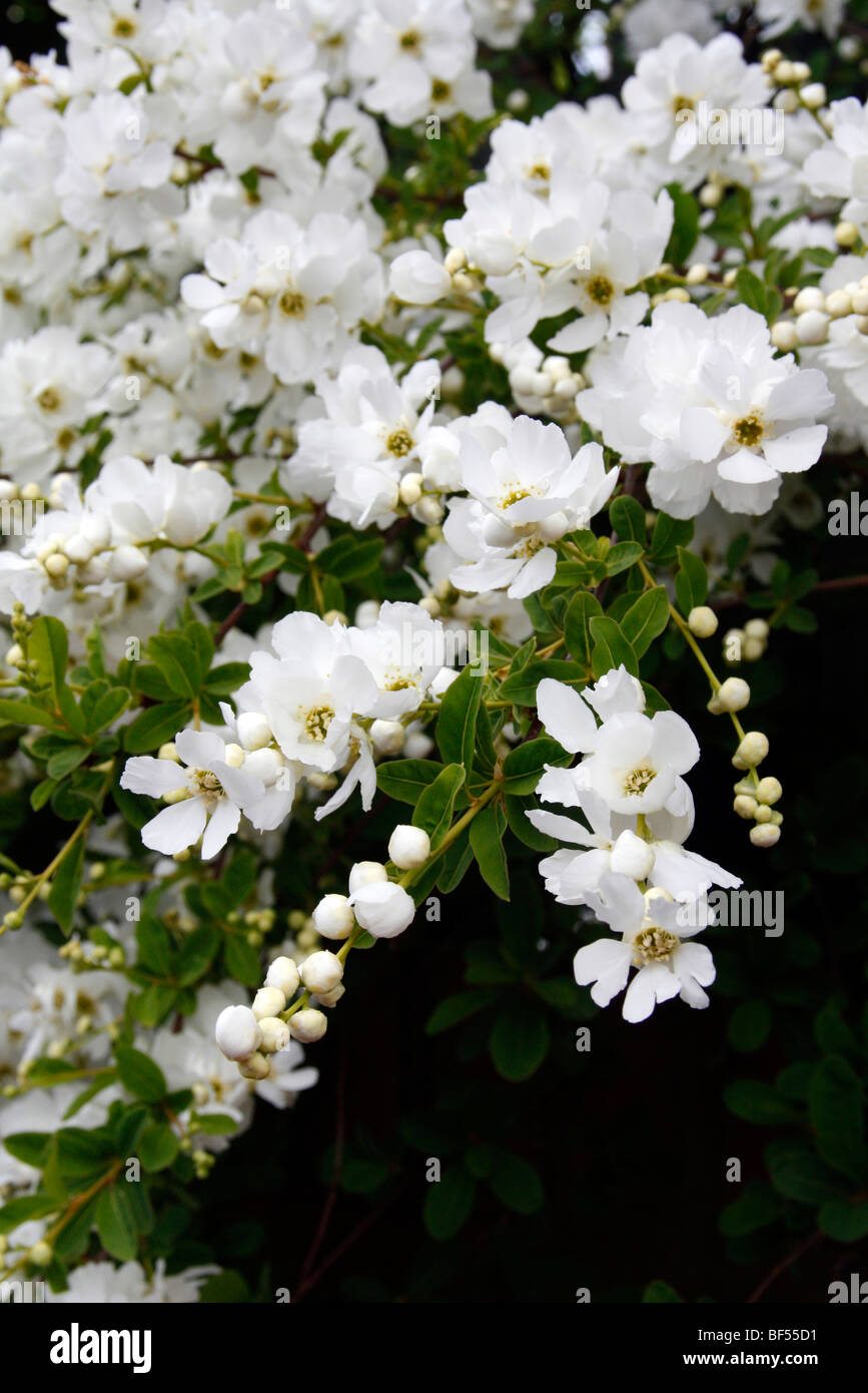 Exochorda X Macrantha The Bride High Resolution Stock Photography and ...