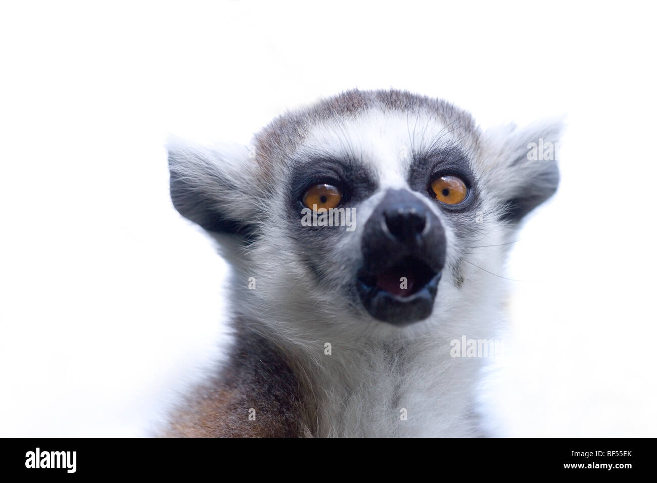 Ring-tailed Lemur (Lemur catta). Vocalizing. Adult calling Stock Photo ...