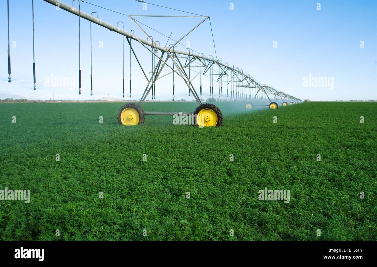 Agriculture - Linear irrigation of a healthy alfalfa field / Northern ...