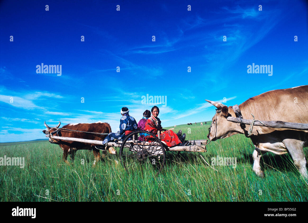 Mongolian women riding a bull cart during summer migration, Xilin Gol ...
