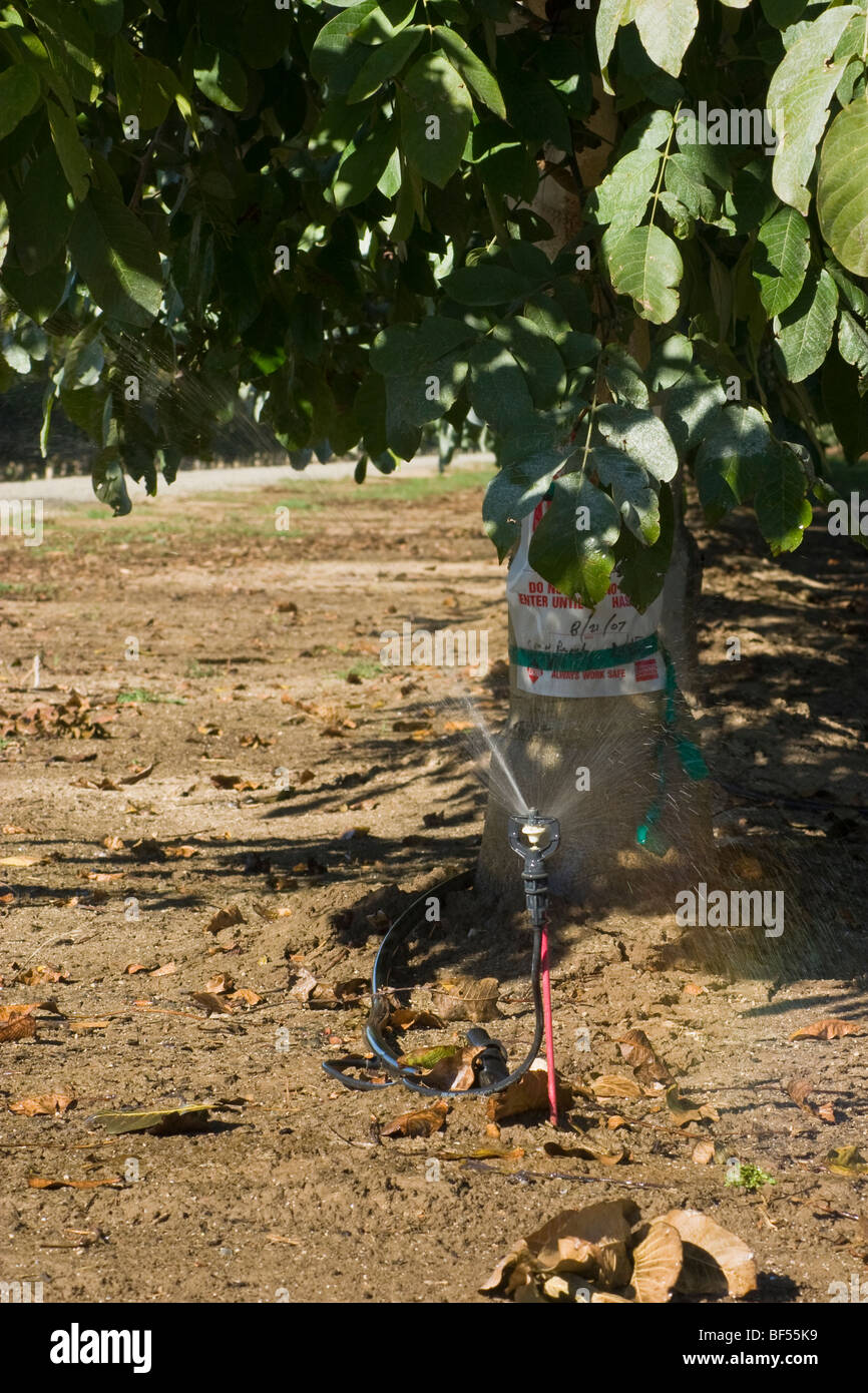 Microjet irrigation hi-res stock photography and images - Alamy