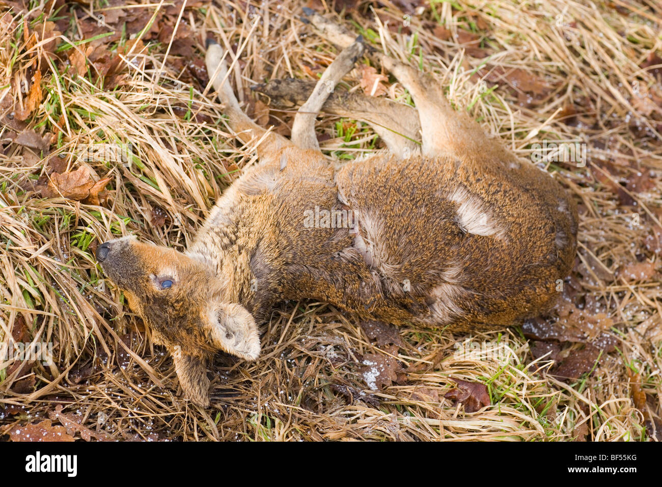 Rigor mortis corpse hi-res stock photography and images - Alamy