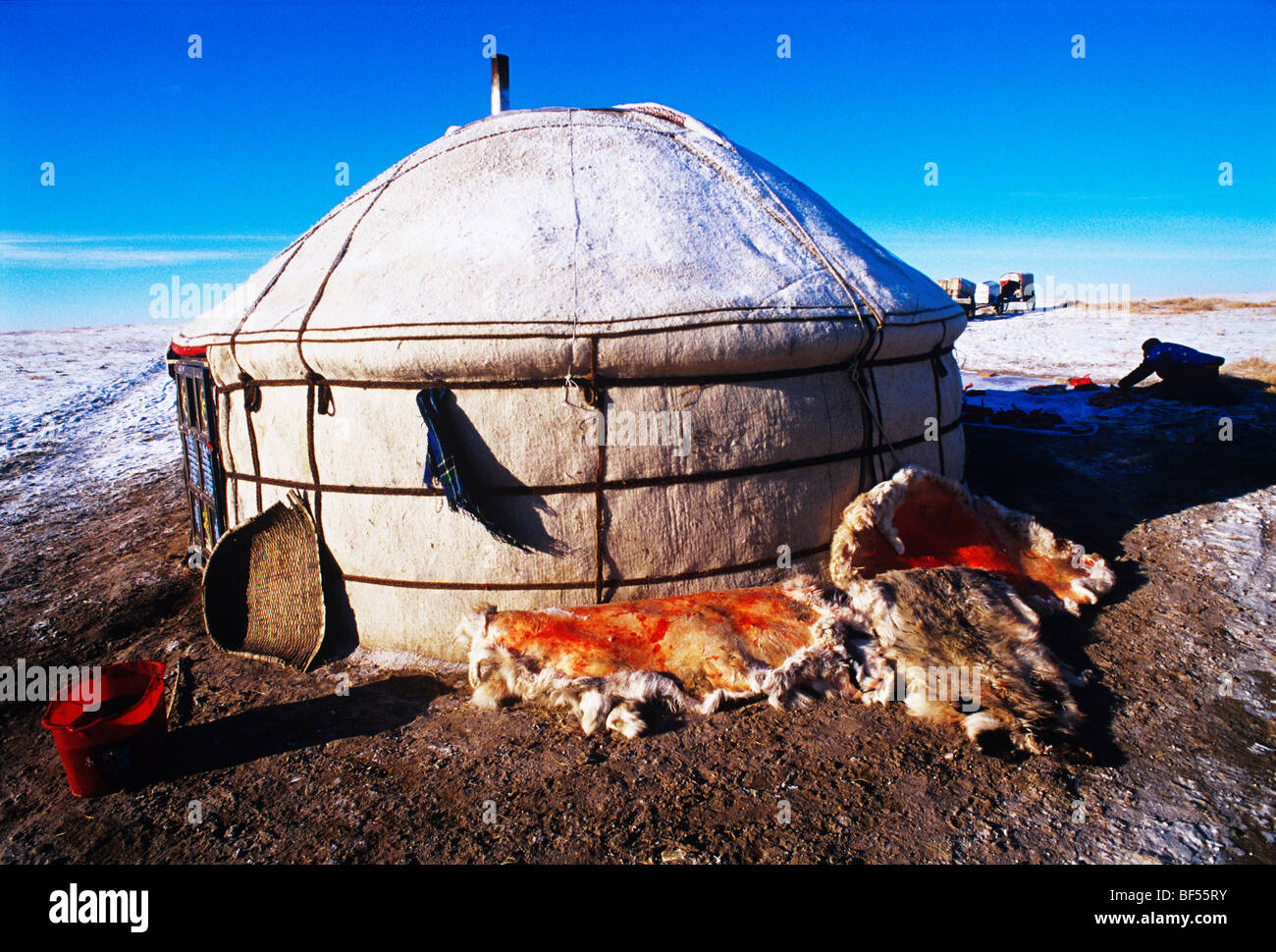 Freshly peeled sheep skin drying under the sun in winter, Xilin Gol ...