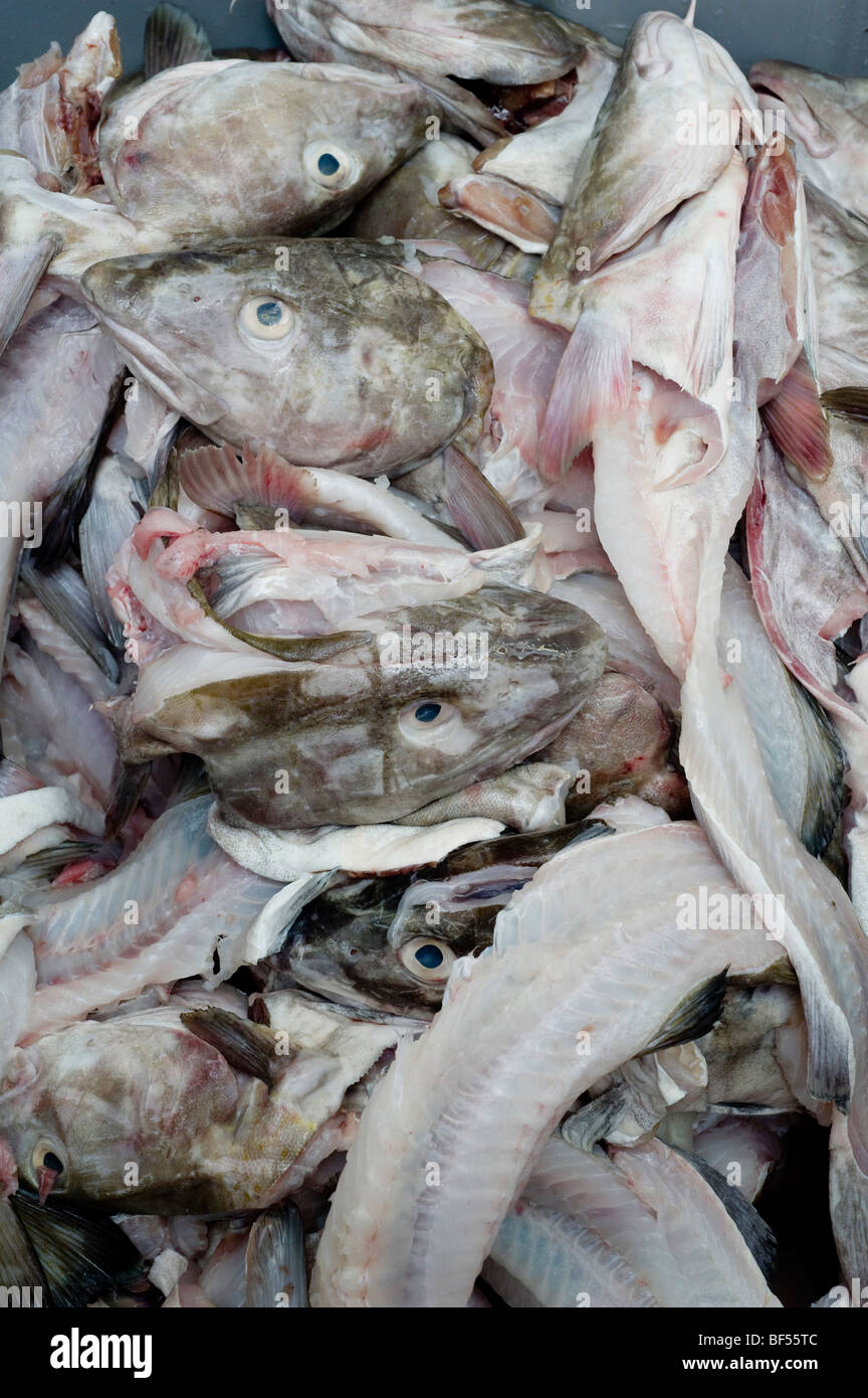 Stack of fish heads hi-res stock photography and images - Alamy
