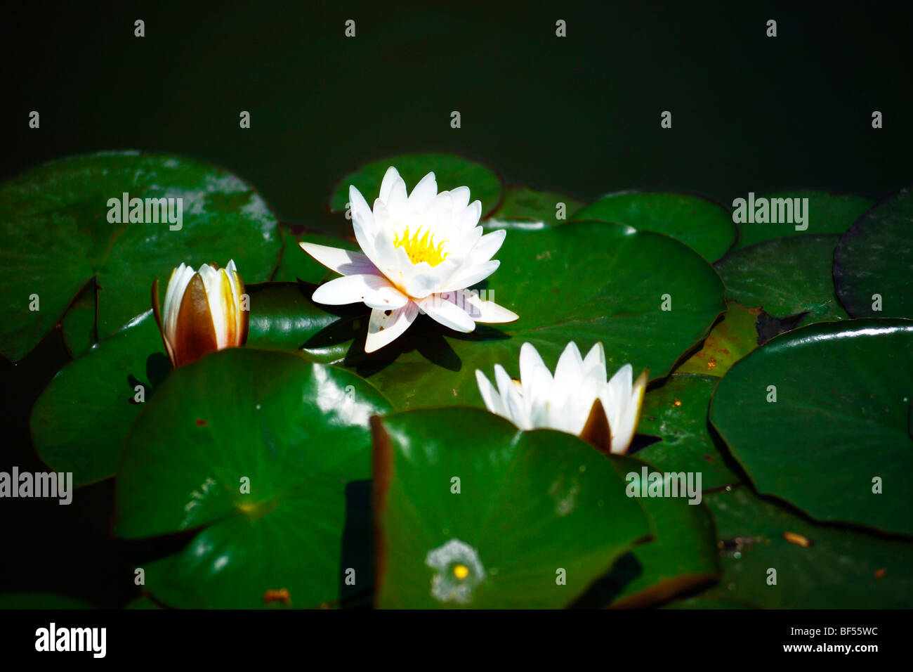 Water lily, Beijing, China Stock Photo - Alamy
