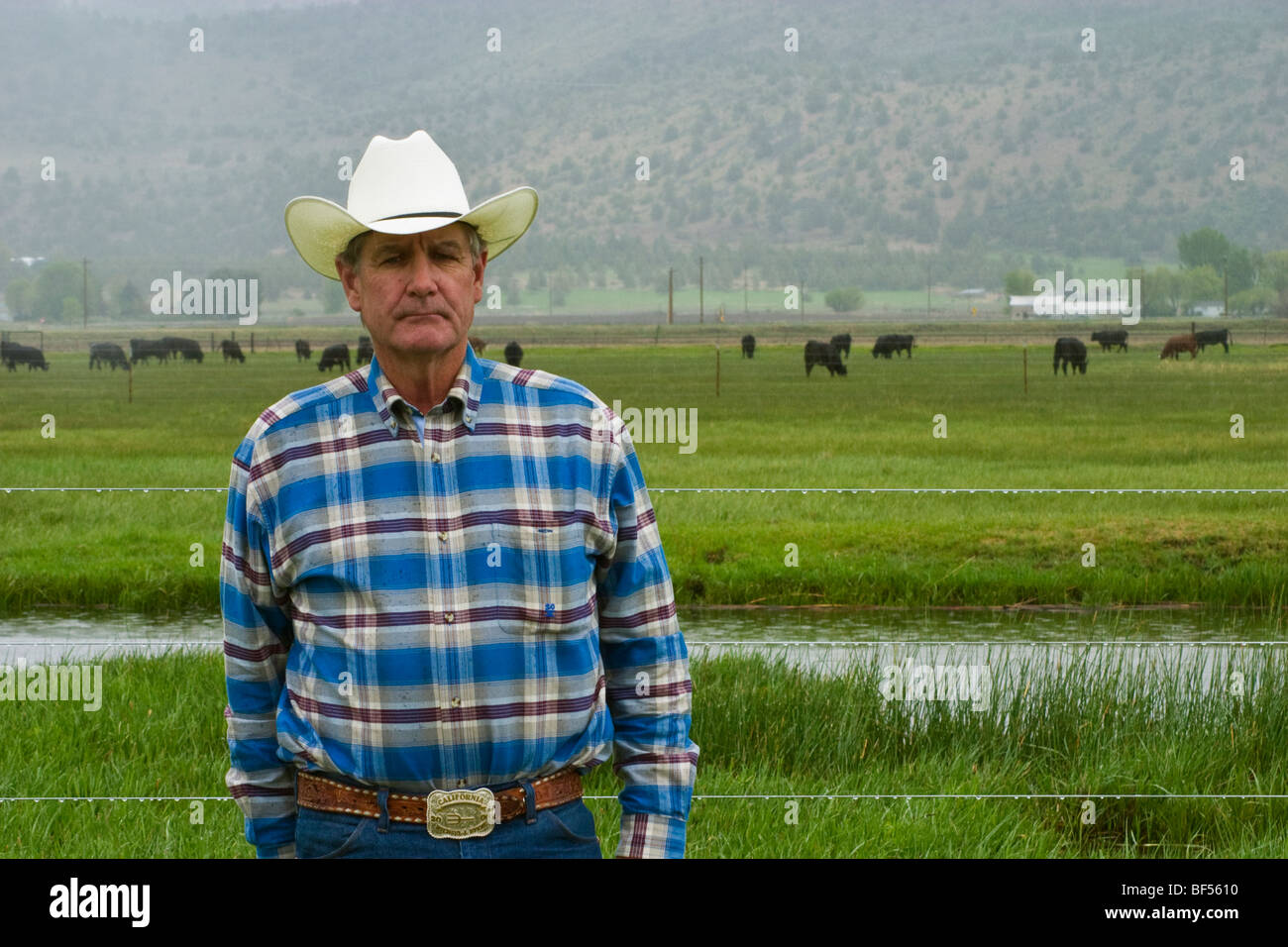 California Beef Cattle High Resolution Stock Photography and Images - Alamy