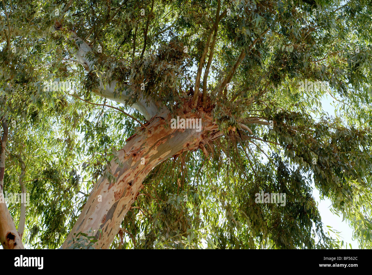 Live eucalyptus hi-res stock photography and images - Alamy