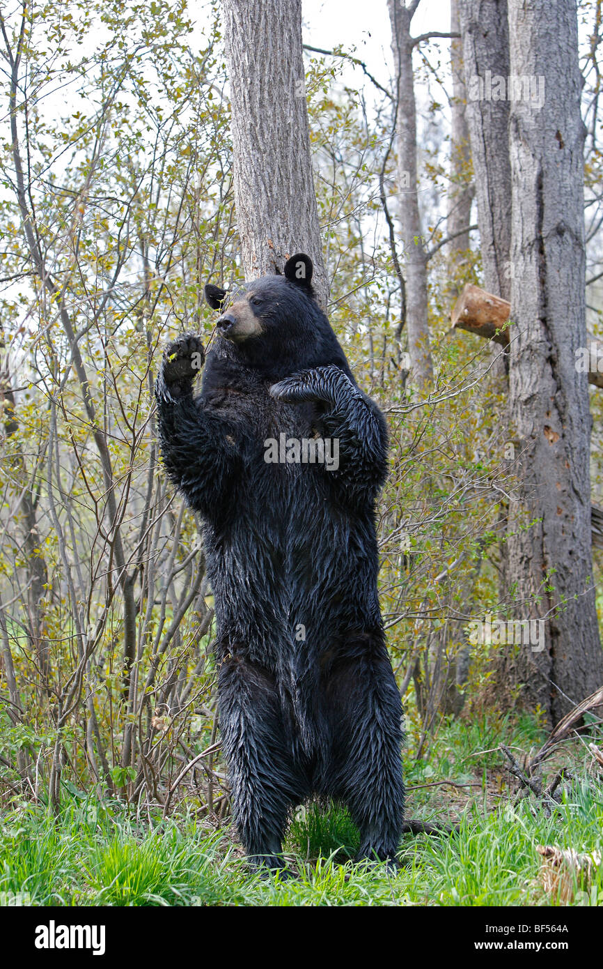 American black bear on tree hi-res stock photography and images - Alamy