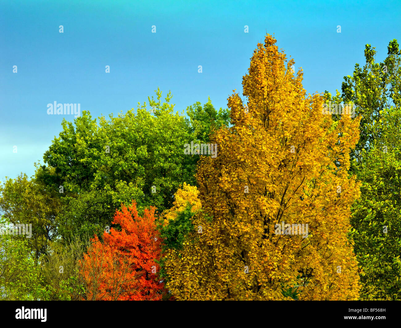 Foliage change colors hi-res stock photography and images - Alamy
