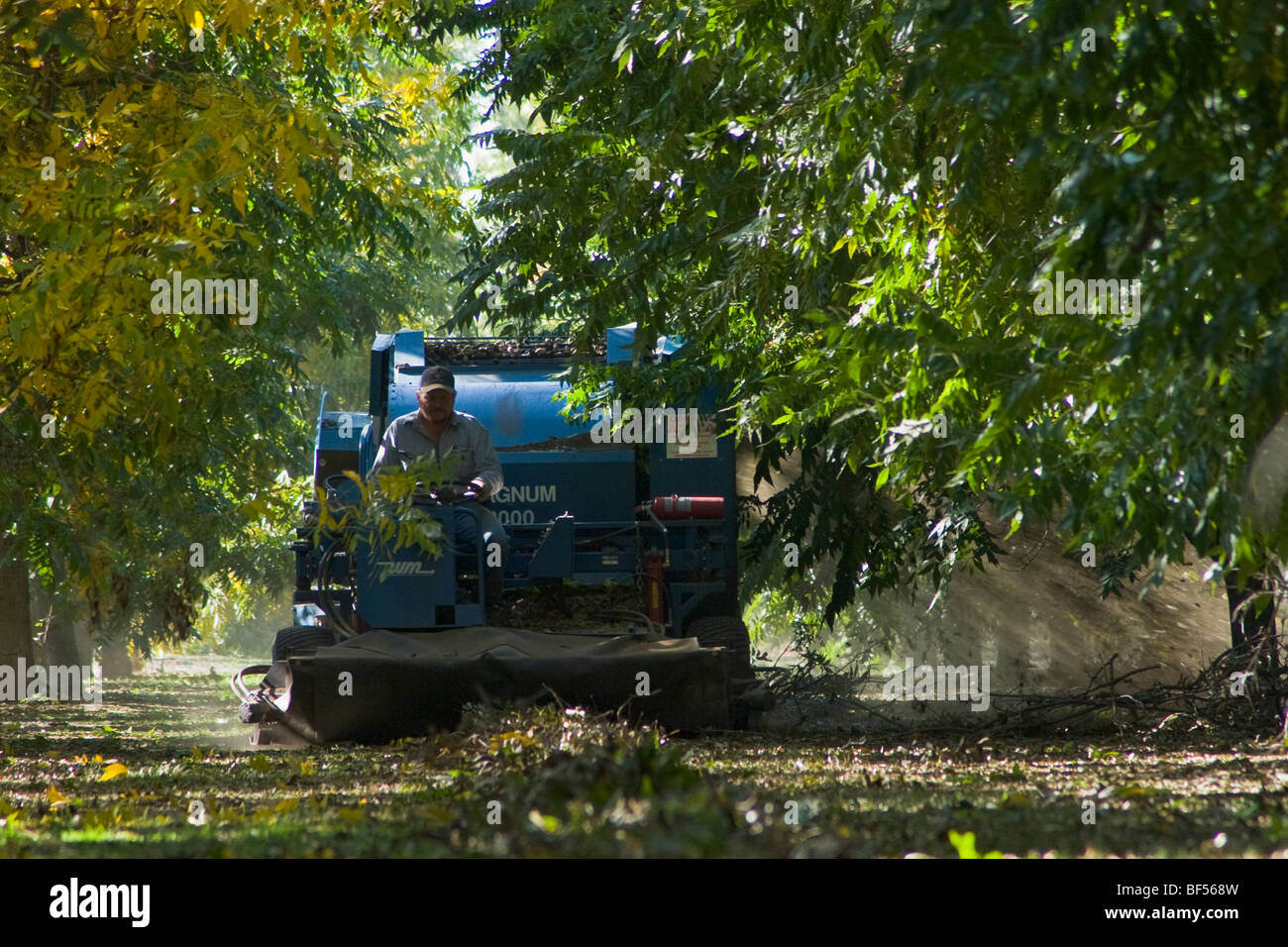 Mature pecan trees hi-res stock photography and images - Alamy
