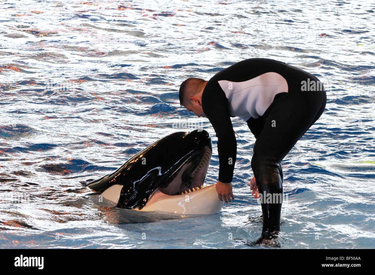 Killer whale show at SeaWorld, San Antonio, Texas - the largest ...