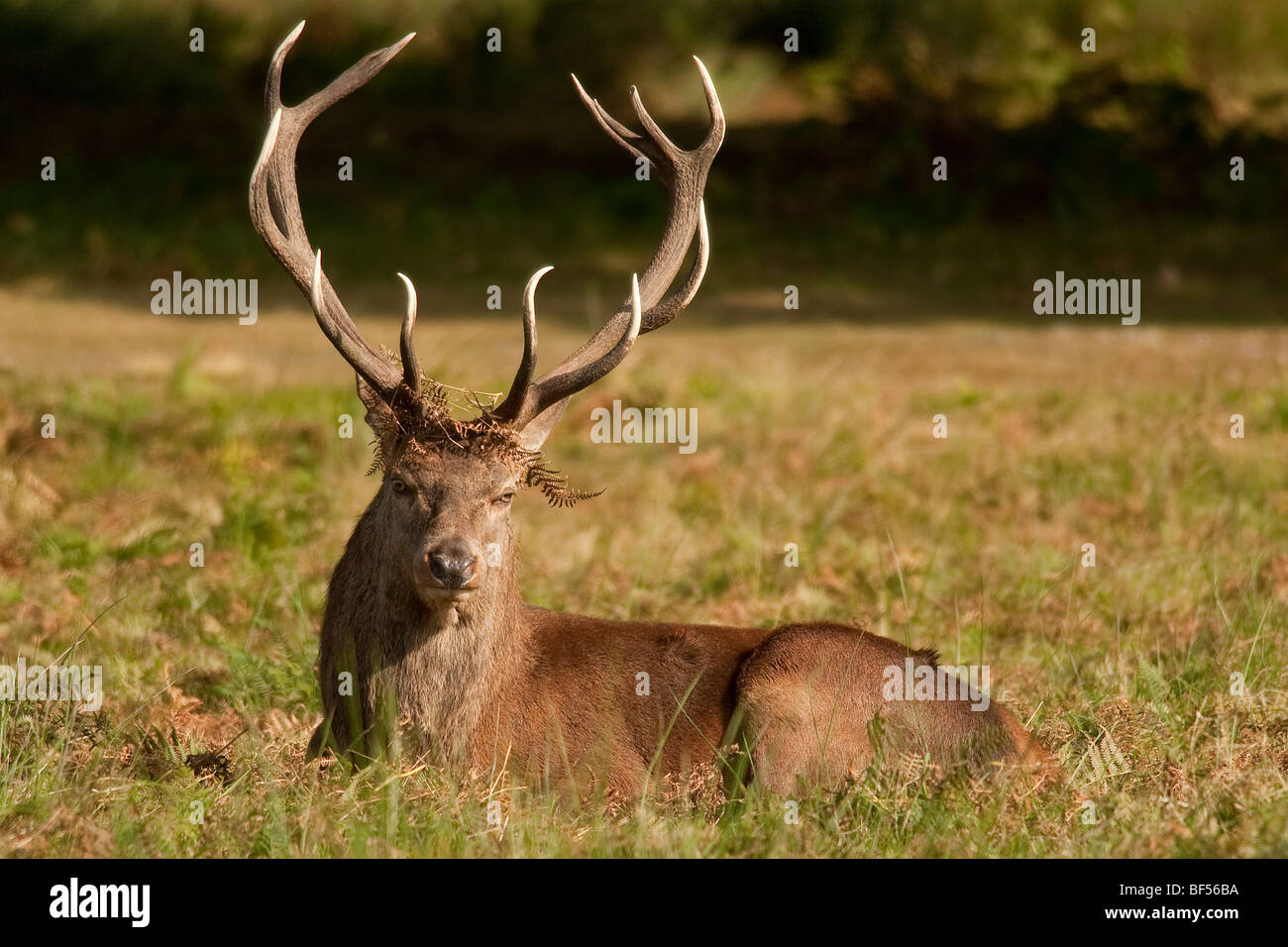 Red deer rutting hi-res stock photography and images - Alamy