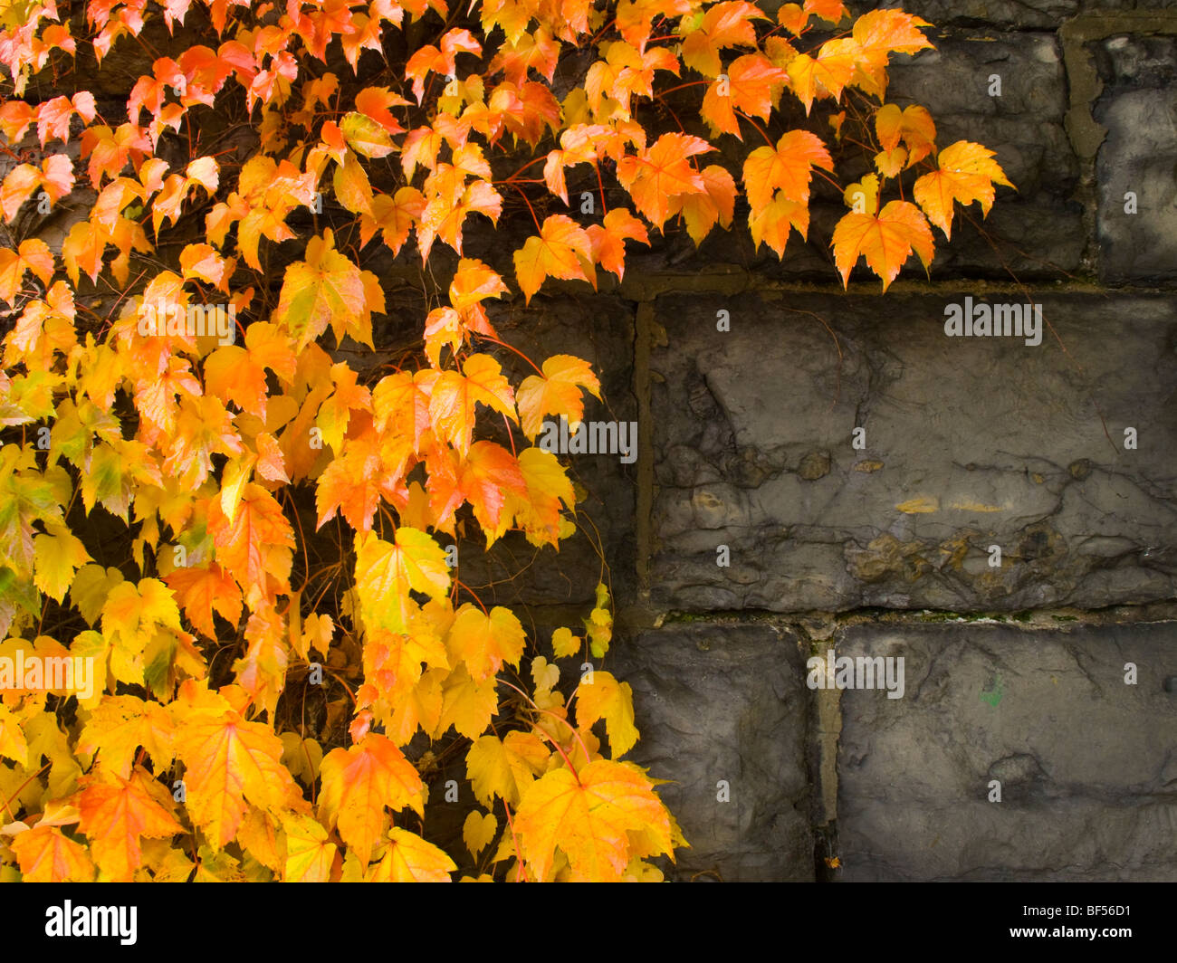 Ivy on stone wall, autumn Stock Photo - Alamy