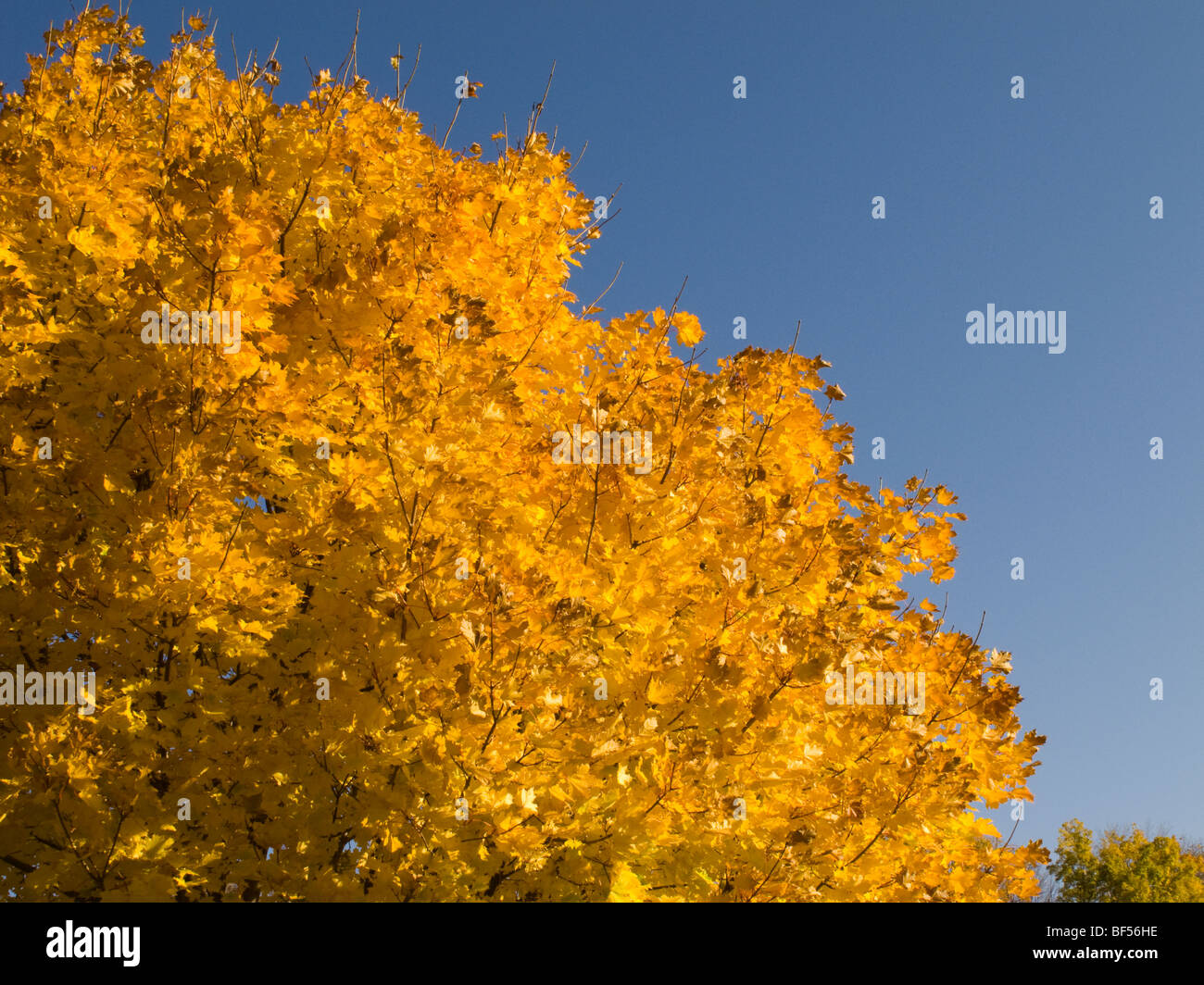 Golden and glorious hi-res stock photography and images - Alamy