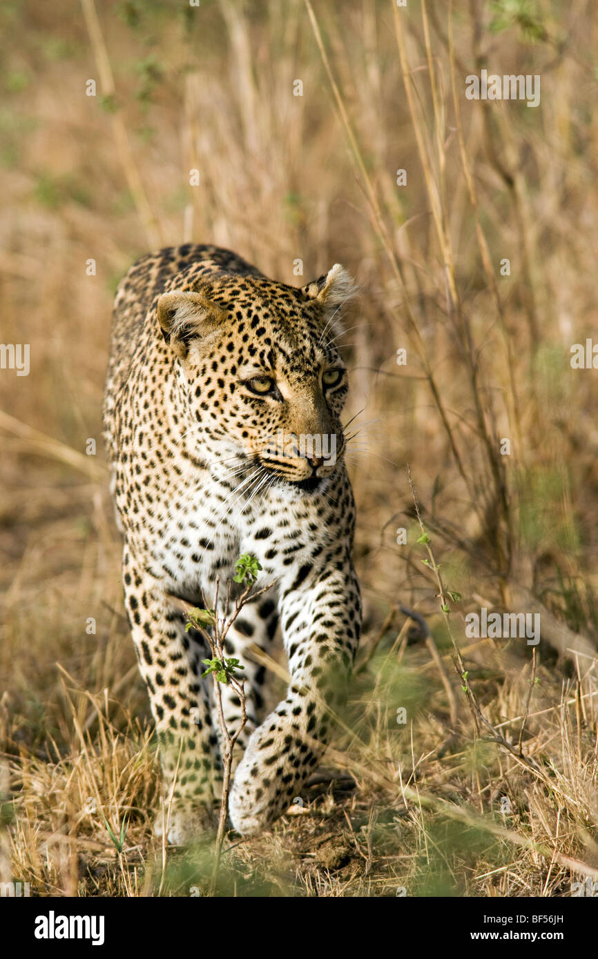Walking leopard hi-res stock photography and images - Alamy