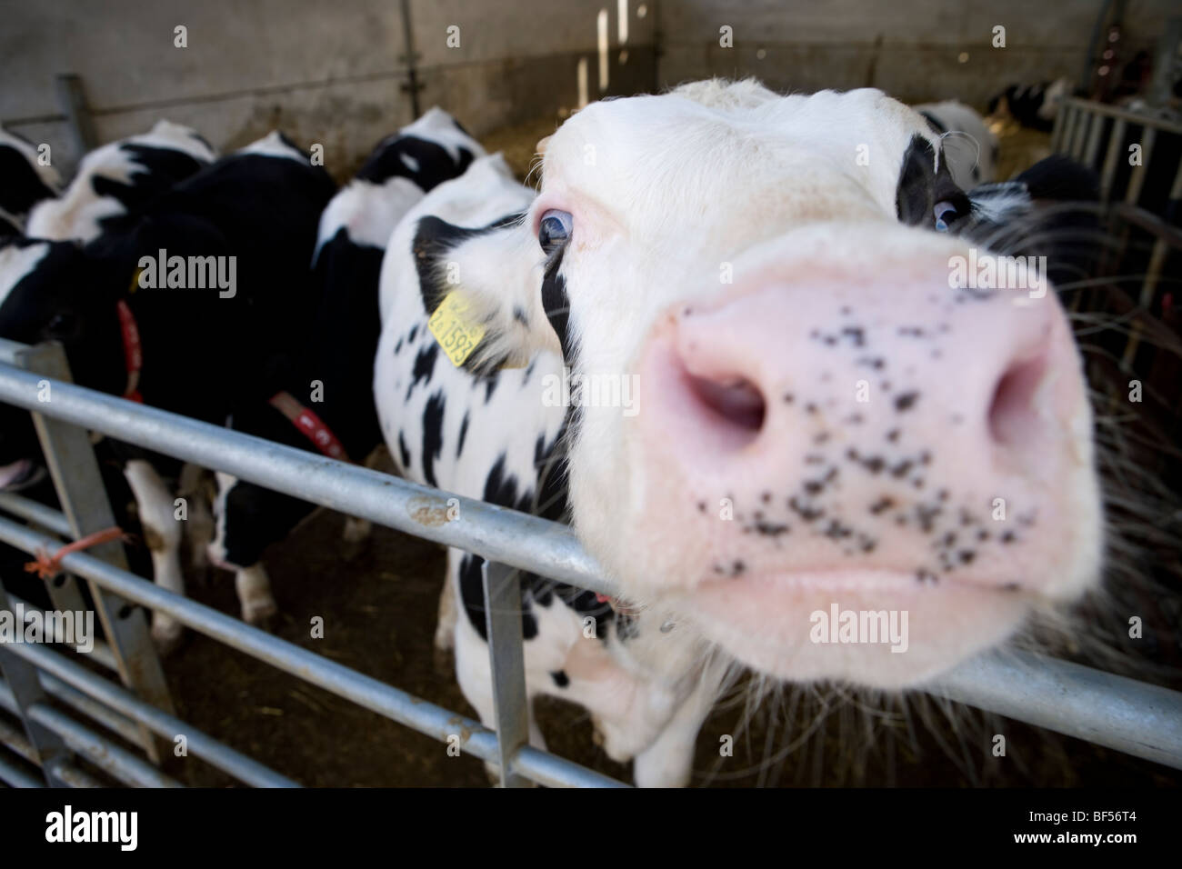 Rose veal calf in a barn with straw on a R.S.P.C.A. Freedom Foods ...
