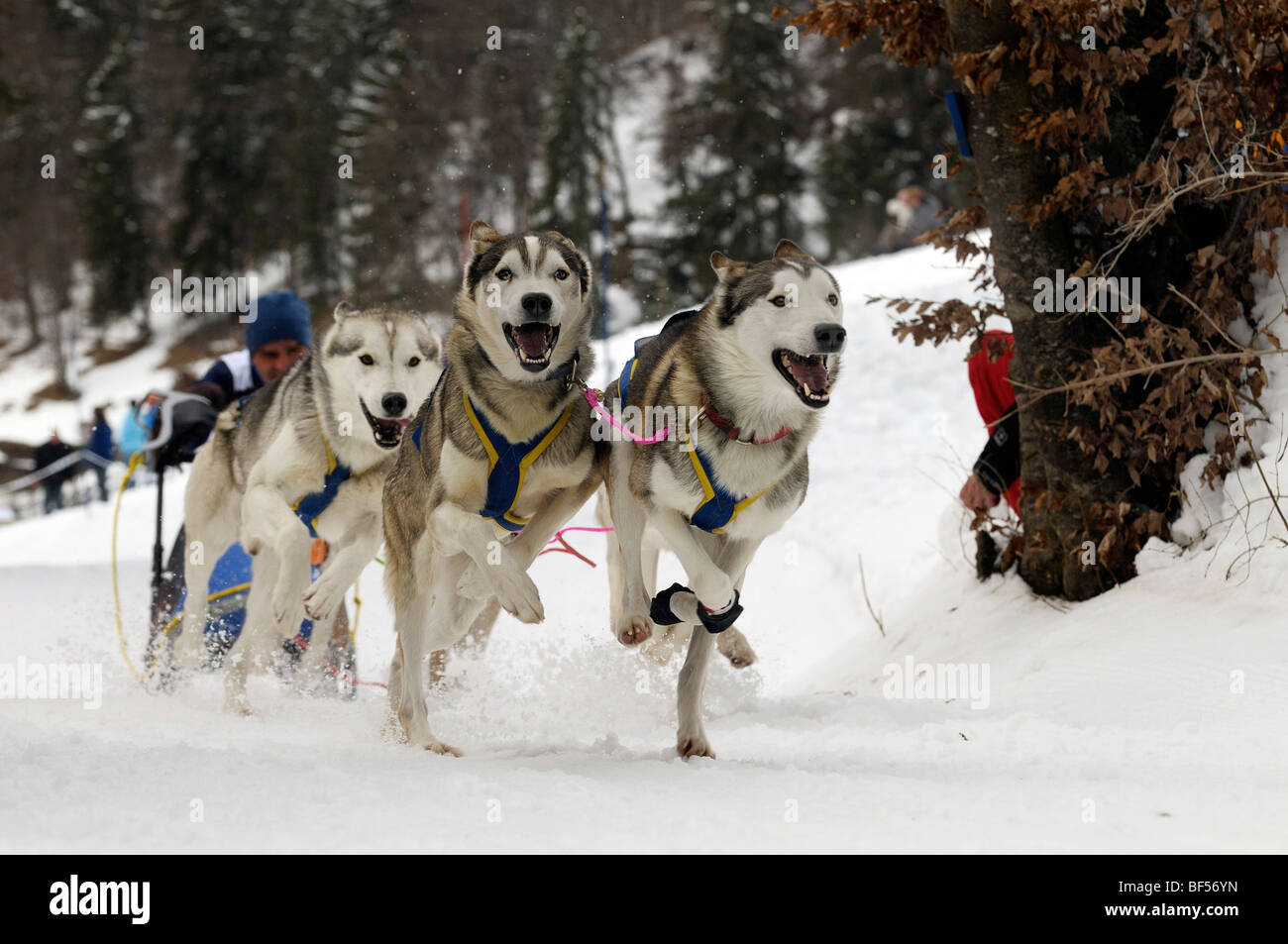 World international races hi-res stock photography and images - Alamy