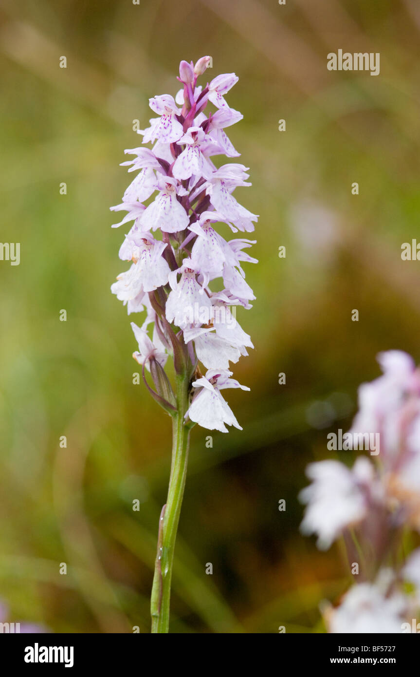 Heath Spotted Orchid, Dactylorhiza maculata, Scottish Highlands Stock ...