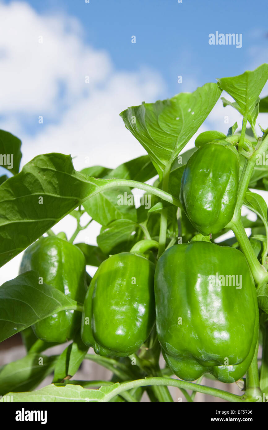 Capsicum plant with sky background Stock Photo - Alamy