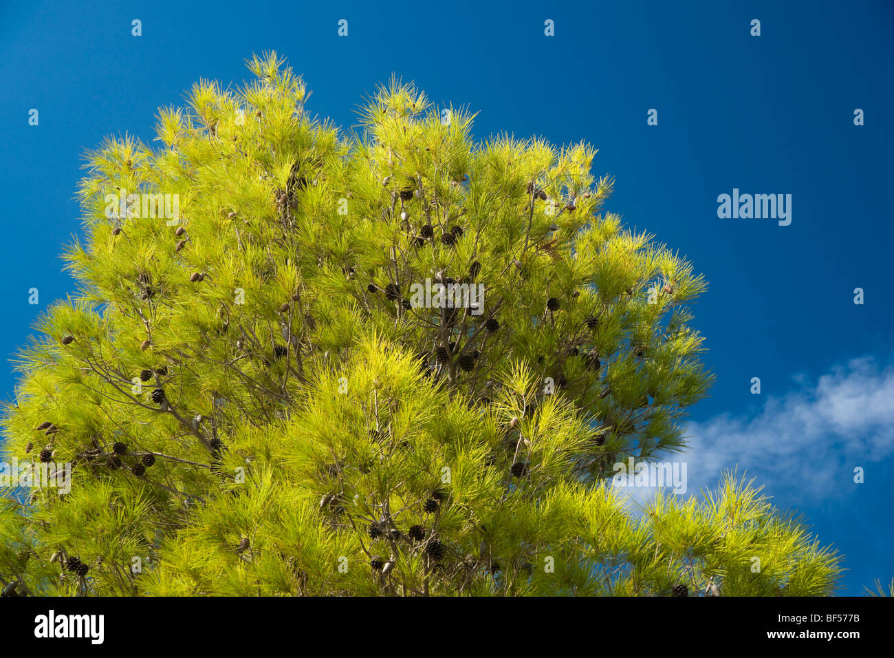 Greek pine tree hi-res stock photography and images - Alamy