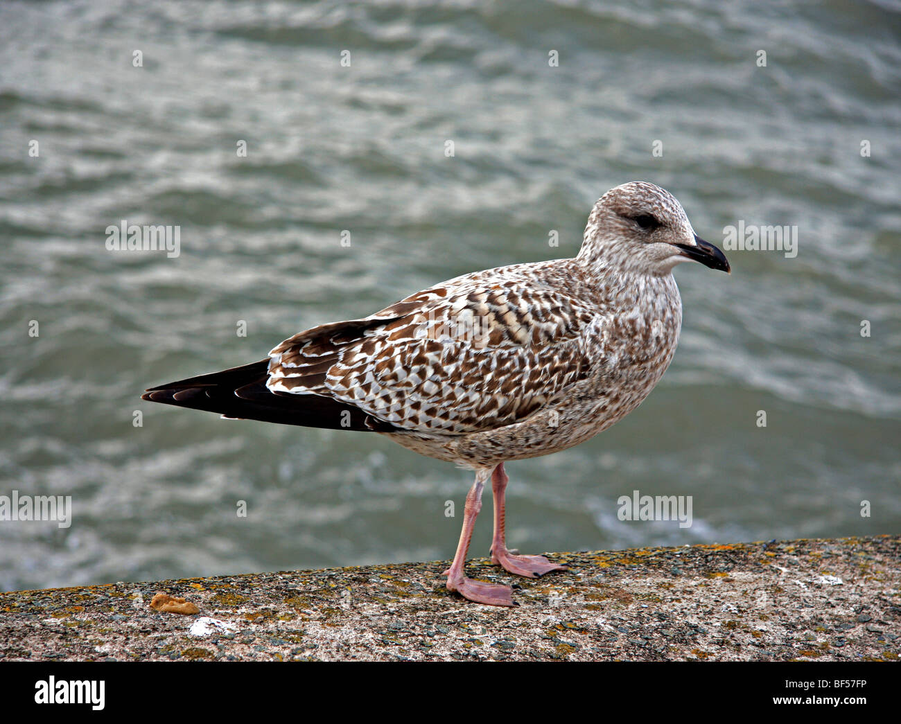 Immature glaucous gull hi-res stock photography and images - Alamy