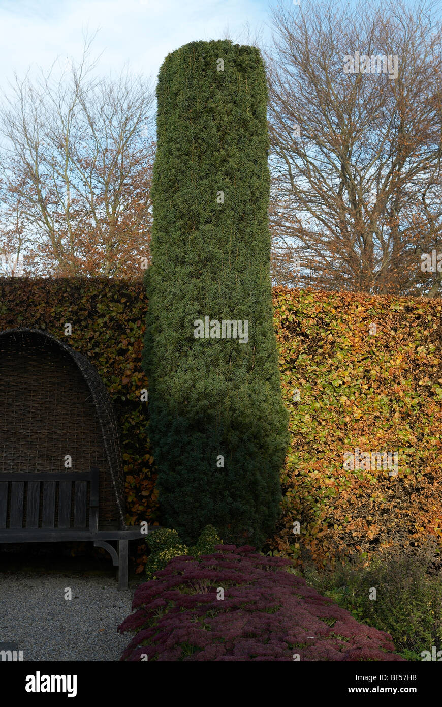 A trained Yew Column forming part of a garden Stock Photo - Alamy