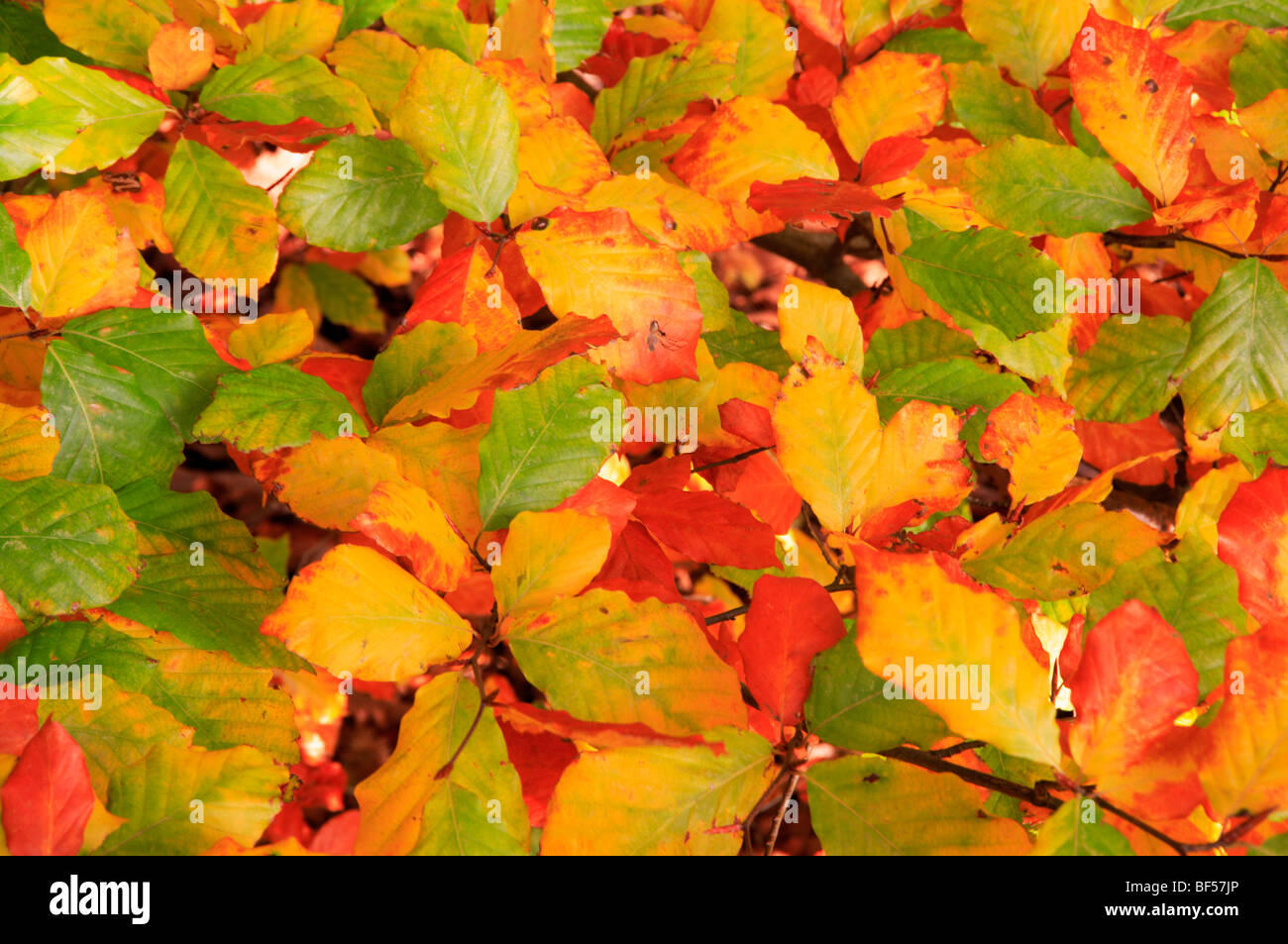 Study in greens hi-res stock photography and images - Alamy