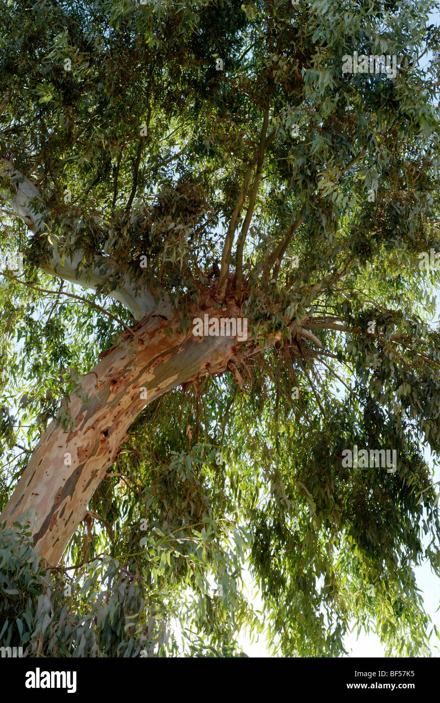 Eucalyptus tree fruit hi-res stock photography and images - Alamy