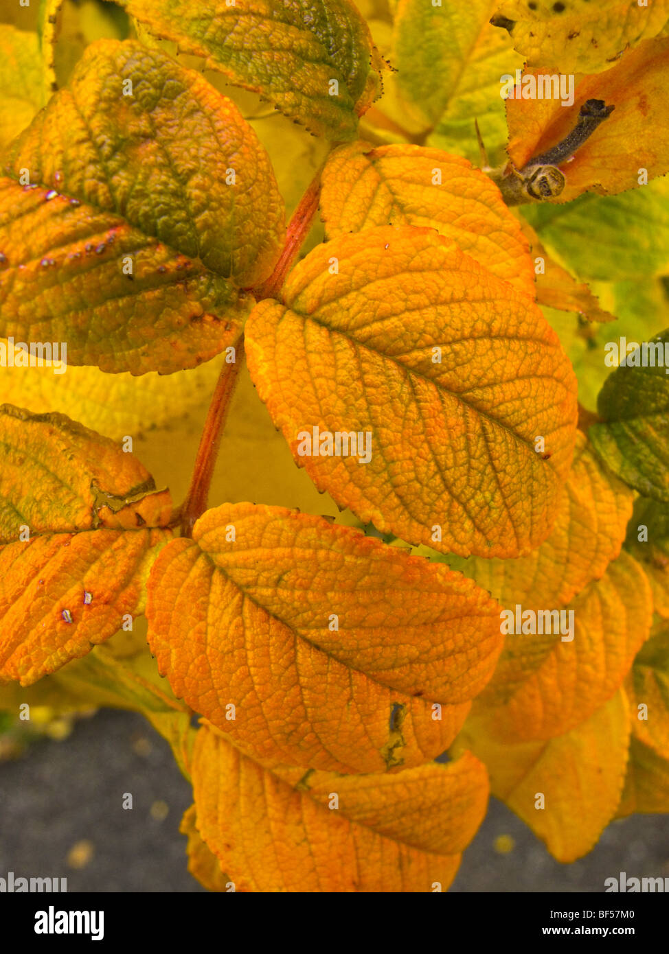 Foliage change colors hi-res stock photography and images - Alamy