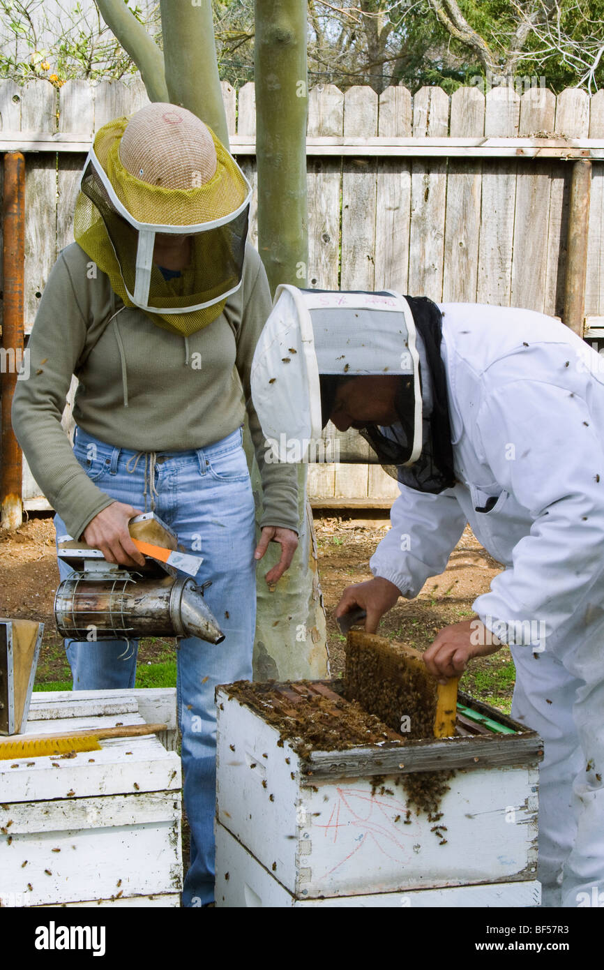 Bee Hive Inspection High Resolution Stock Photography and Images - Alamy
