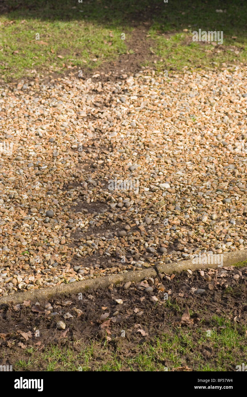 Muntjac Deer (Muntiacus reevesi). Well trodden run or track over a ...