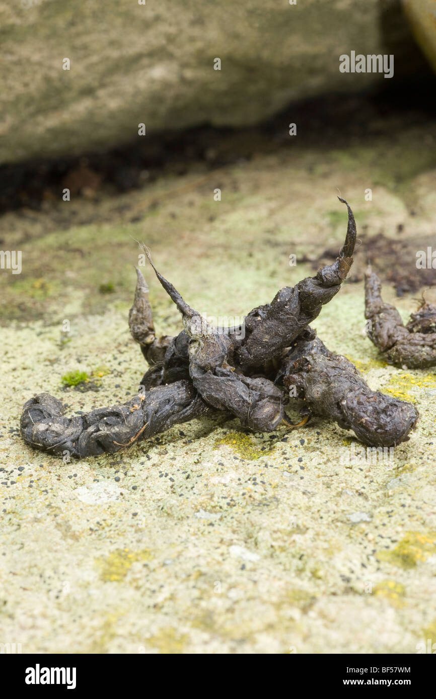 Stoat (Mustela erminea). Droppings. Deposited, claiming animals ...
