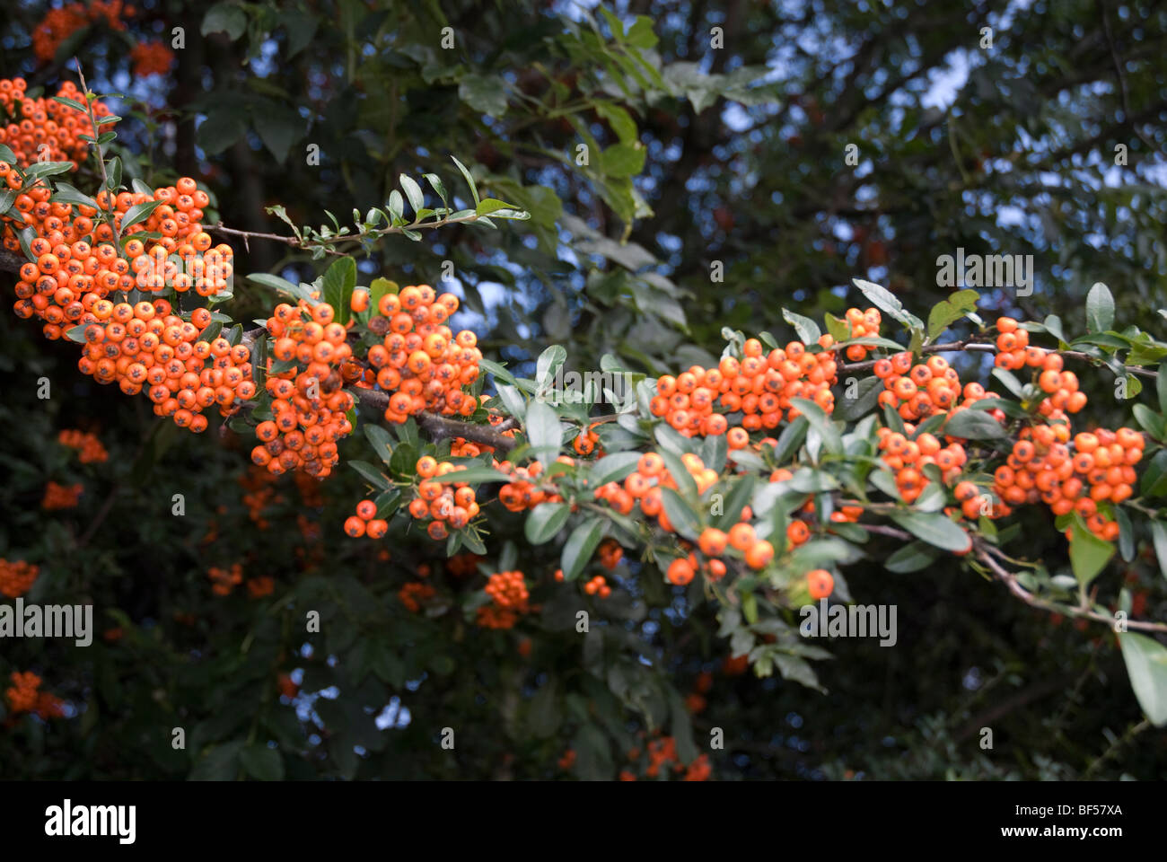 Pyracantha firethorn thorn hi-res stock photography and images - Alamy