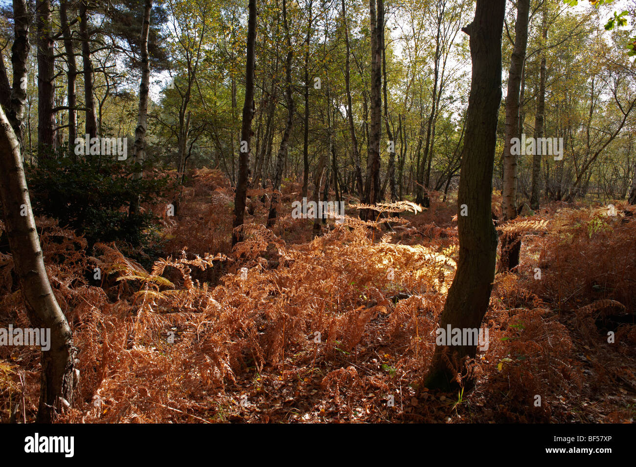 Tall tree ferns hi-res stock photography and images - Alamy