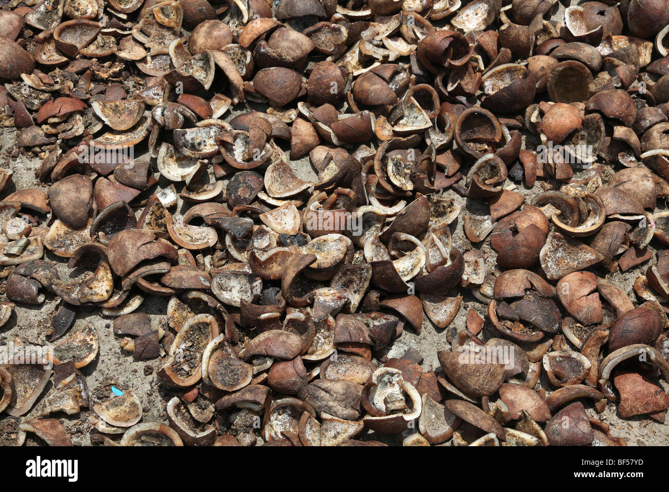 Copra drying in the sun, Sumatra, Indonesia Stock Photo - Alamy