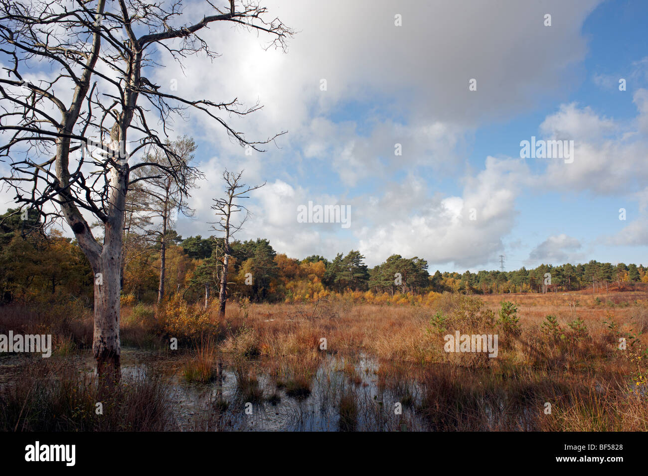 Sssi trees heathland pond trees hi-res stock photography and images - Alamy