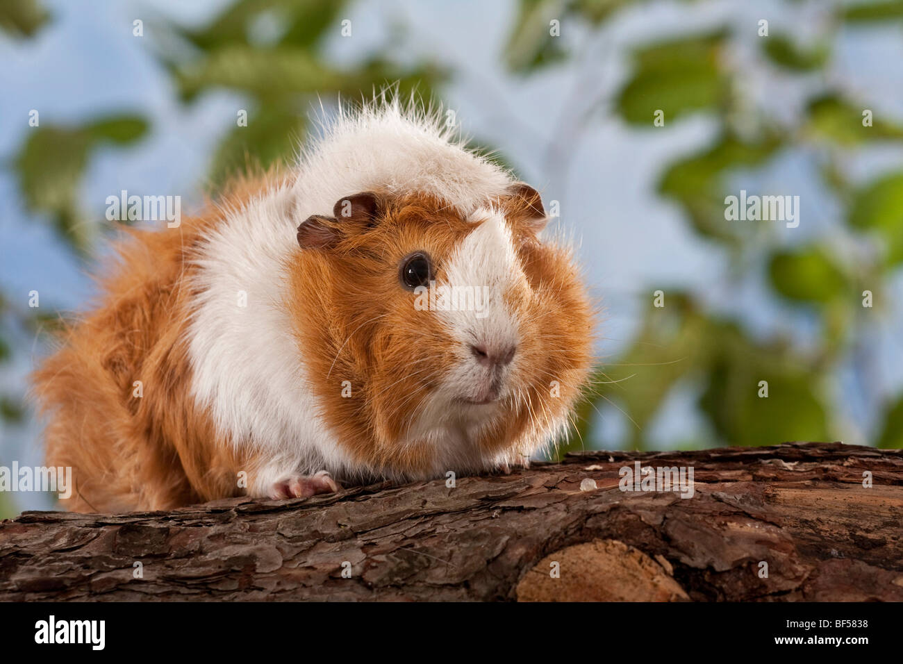 Pig trunks hi-res stock photography and images - Alamy