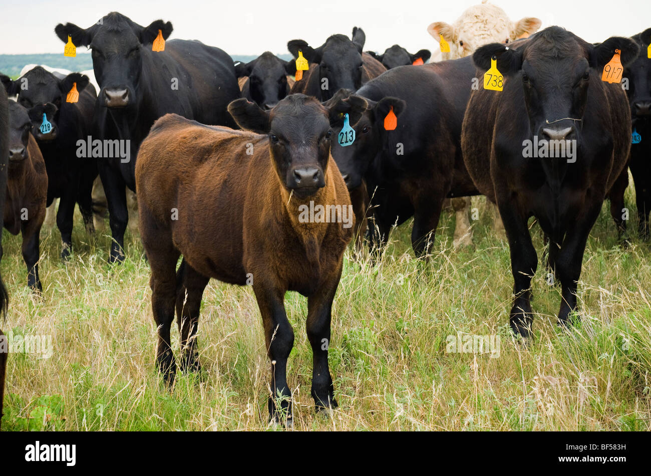 Livestock A Herd Of Black Angus Beef Cattle With A Calf In The Foreground Jacksboro Texas