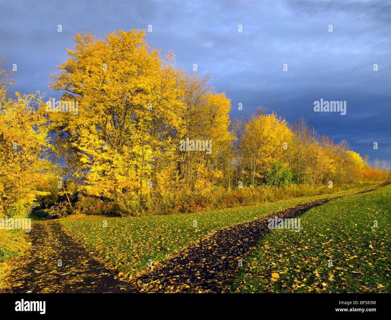 A fork in the road, autumn Stock Photo - Alamy