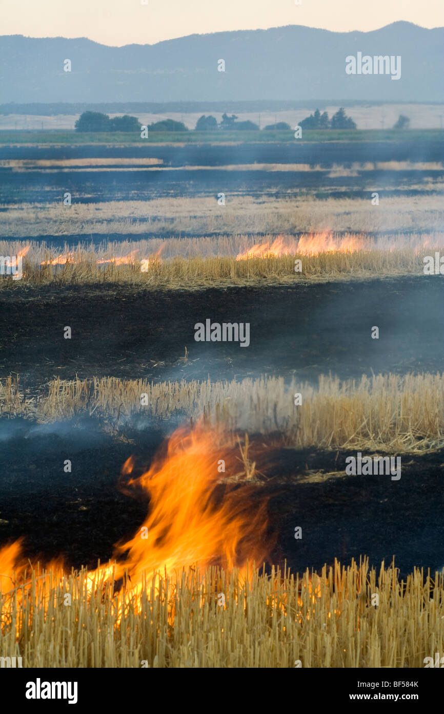 Wheat stubble being burned after the harvest to control diseases ...