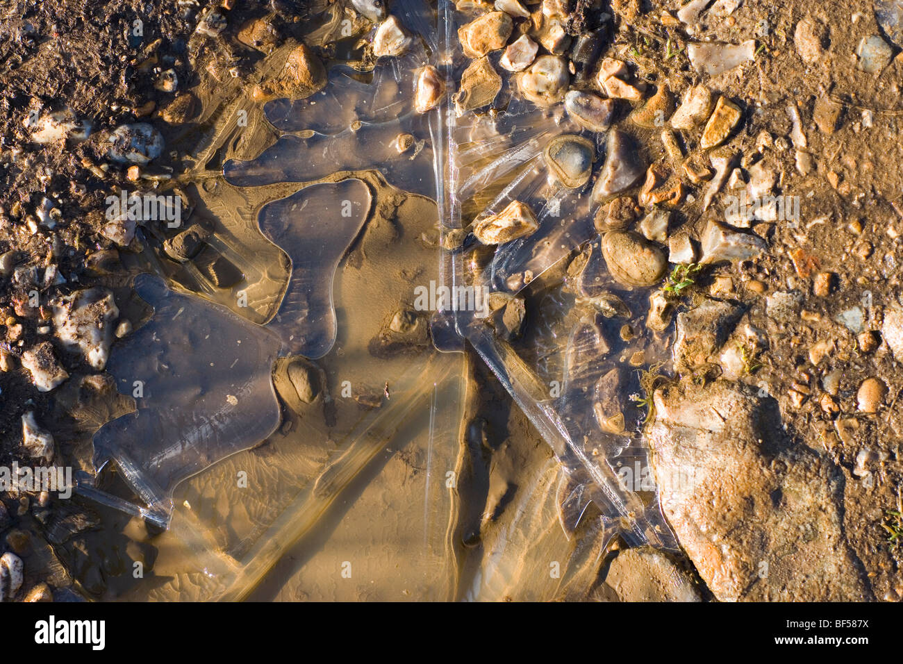 Ice formed on the surface of a footpath puddle. February; winter ...