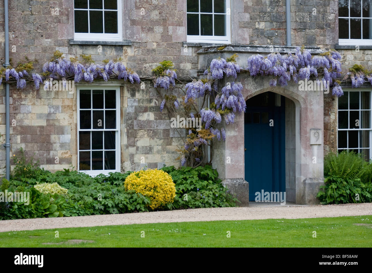 Wisteria growing on a building in Winchester Stock Photo - Alamy