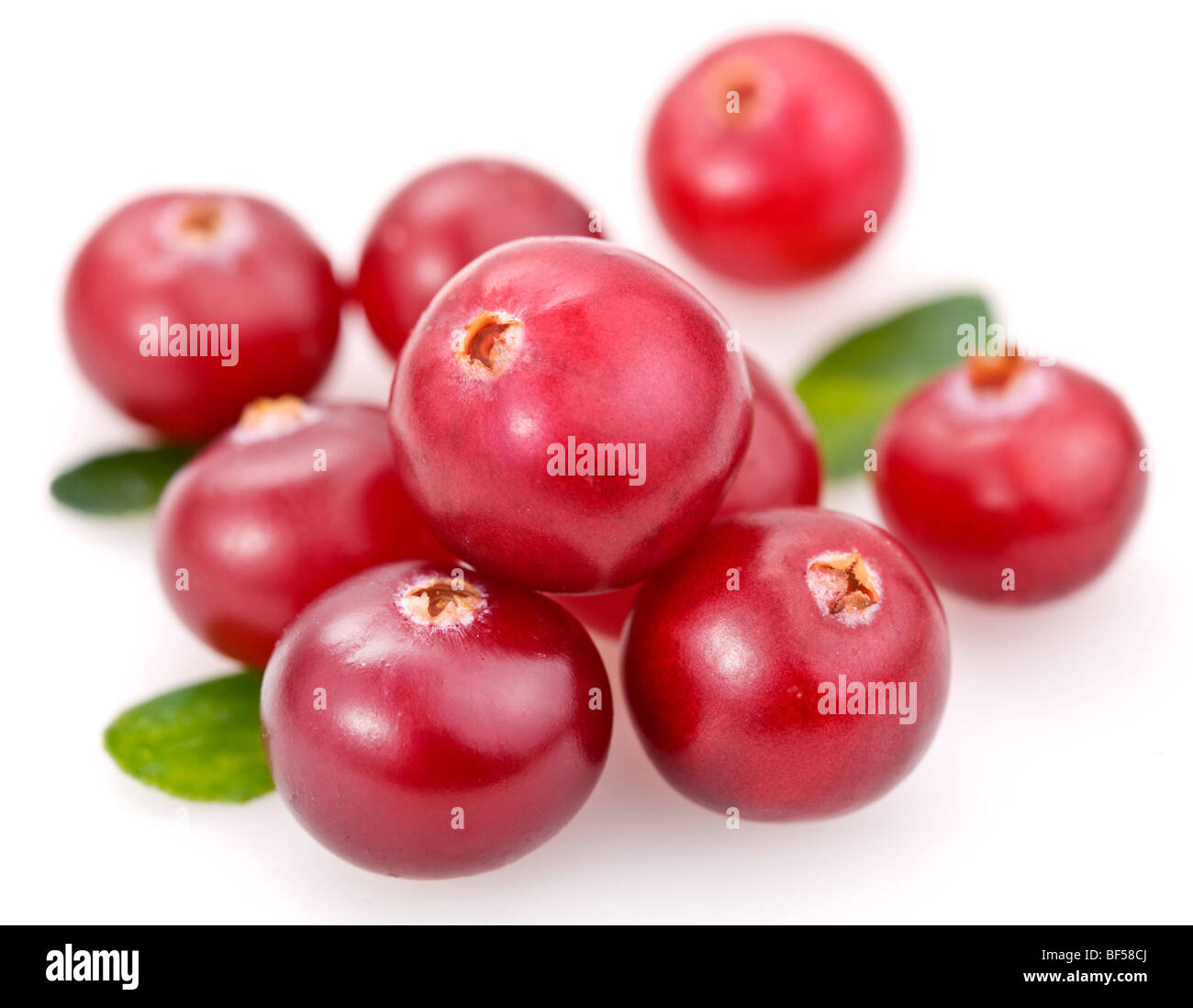 Cranberries on a white background Stock Photo - Alamy