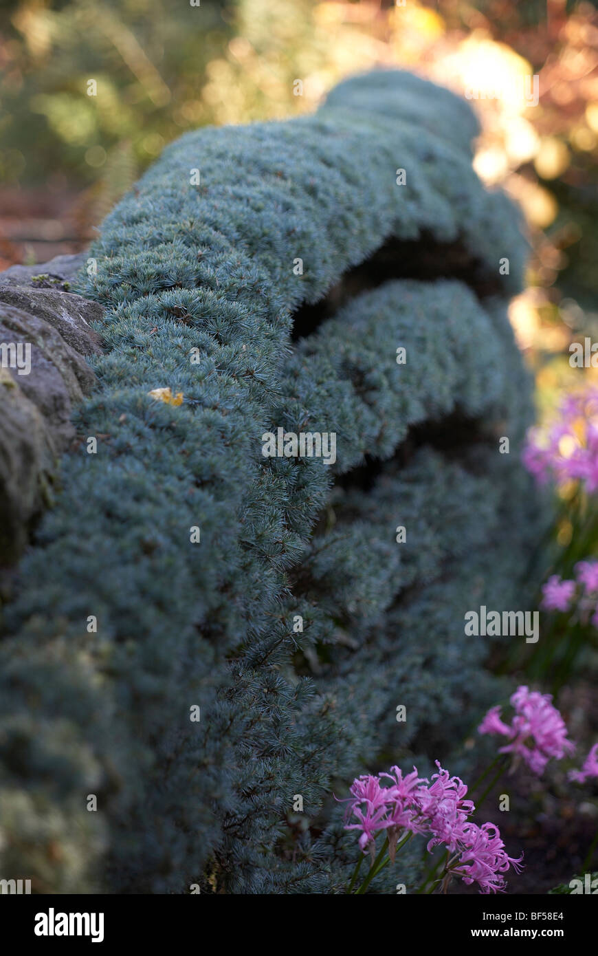 Weeping Blue Atlas Cedar trained along a stone wall in Adel garden near ...