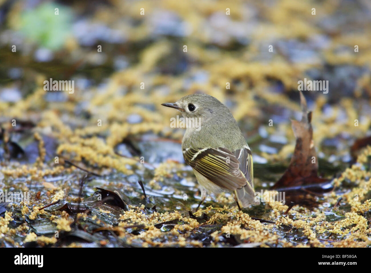 Ruby-crowned Kinglet (Regulus calendula calendula), a Spring migrant to ...