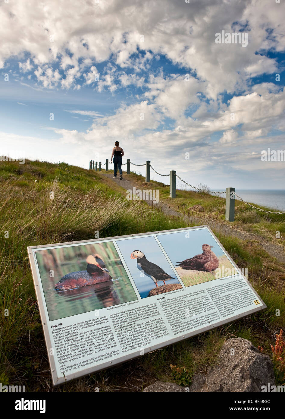 Hiking along bird path, Oxarfjordur, Iceland Stock Photo - Alamy
