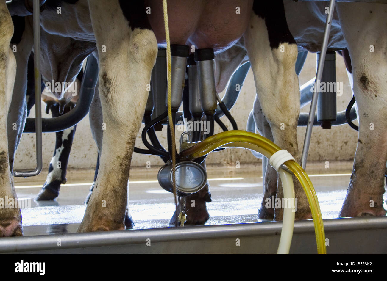 Cow udder High Resolution Stock Photography and Images - Alamy