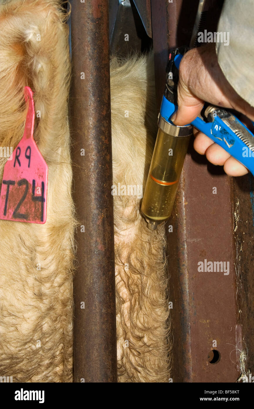 Beef cow injection usa hi-res stock photography and images - Alamy